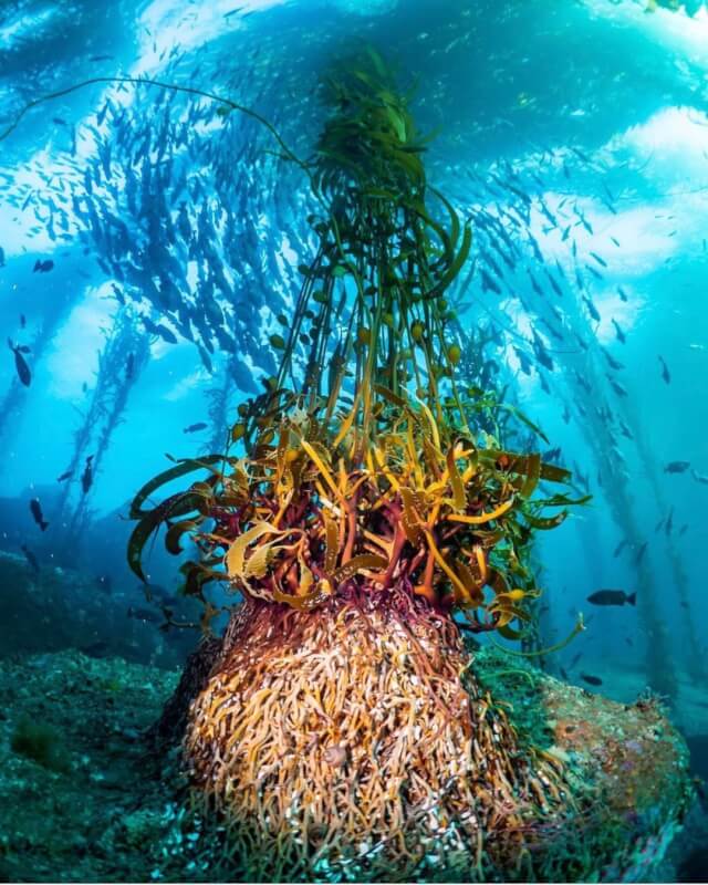 Bamboo Reef Dive Centers- Monterey, CA
