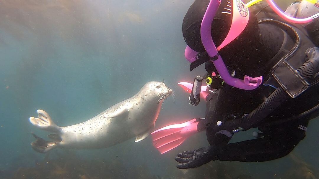 Bamboo Reef Dive Centers- Monterey, CA