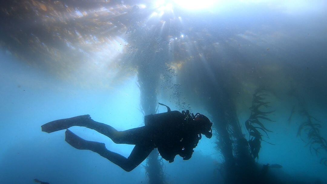 Bamboo Reef Dive Centers- Monterey, CA