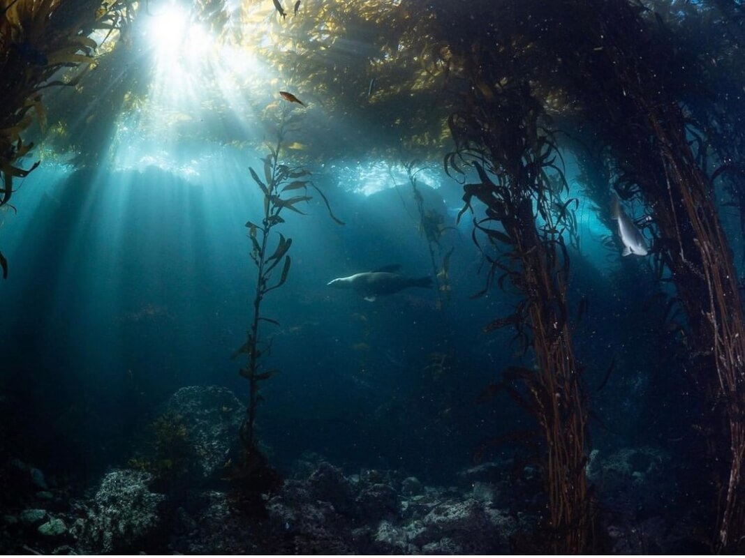 Bamboo Reef Dive Centers- Monterey, CA