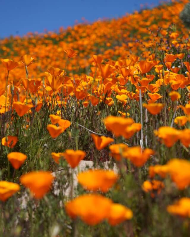 Skull Canyon Ziplines- Corona, CA