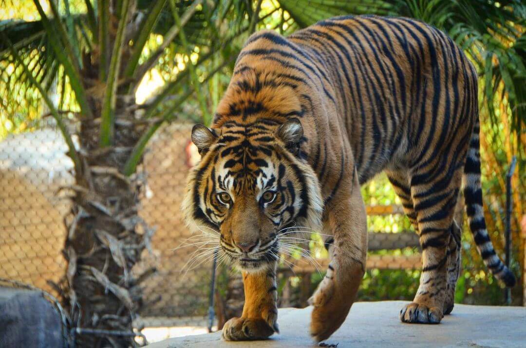 Roar and Snore Overnight Camping in the San Diego Zoo