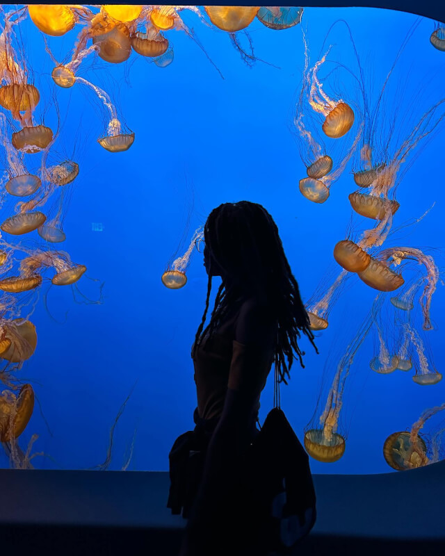 Monterey Bay Aquarium: Dive into a World of Marine Wonders